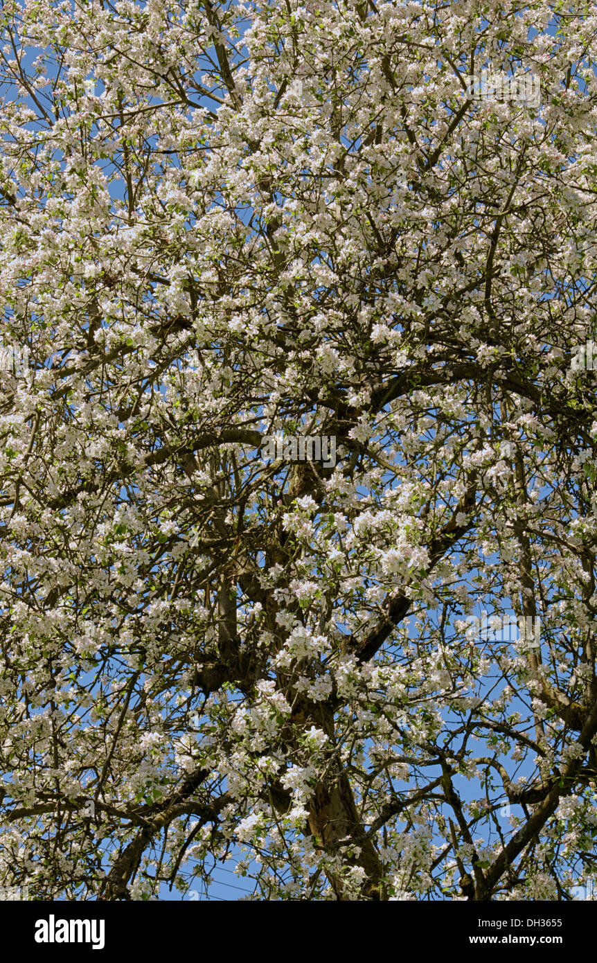 Old apple tree Stock Photo - Alamy