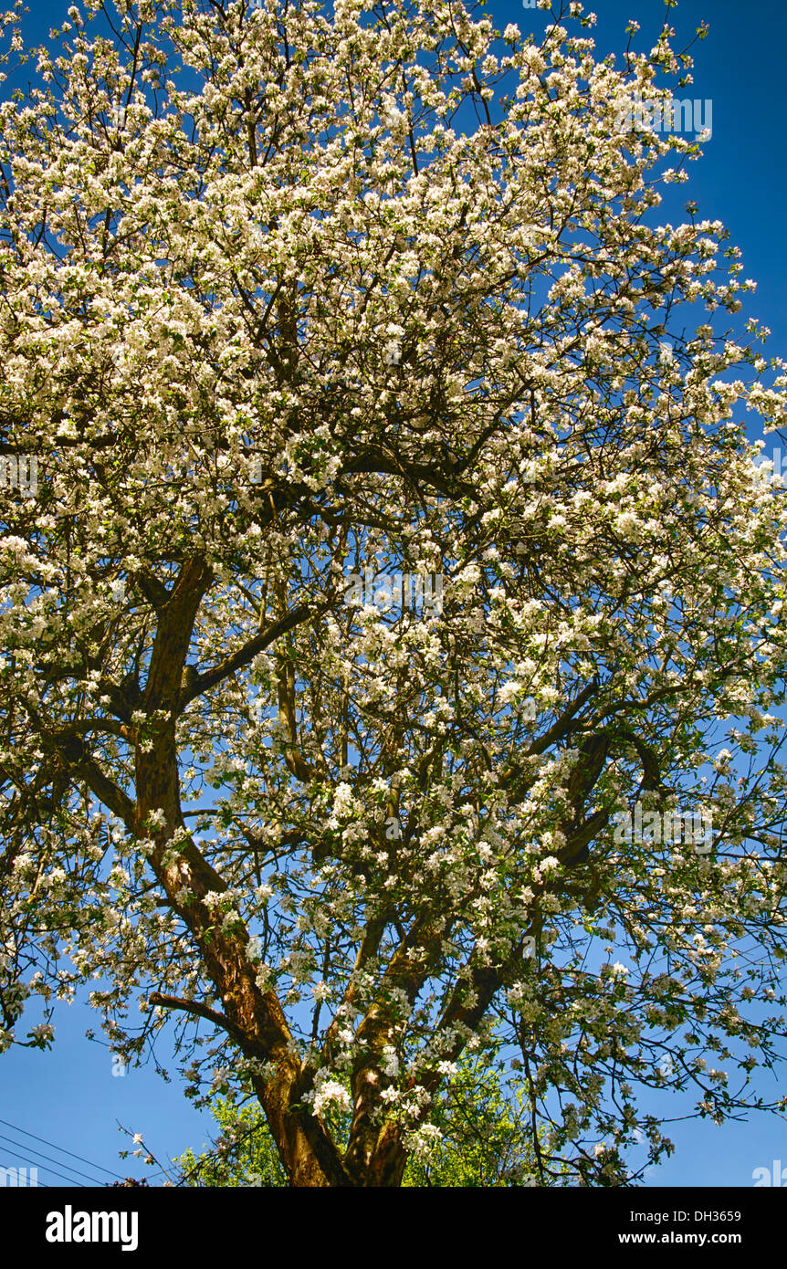 Old apple tree Stock Photo - Alamy