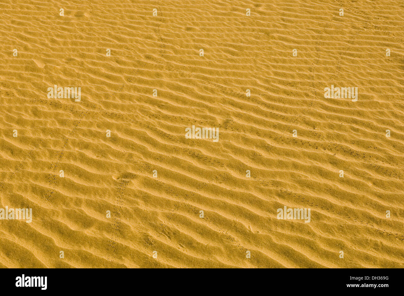 High angle view of desert, Sam Desert, Jaisalmer, Rajasthan, India ...