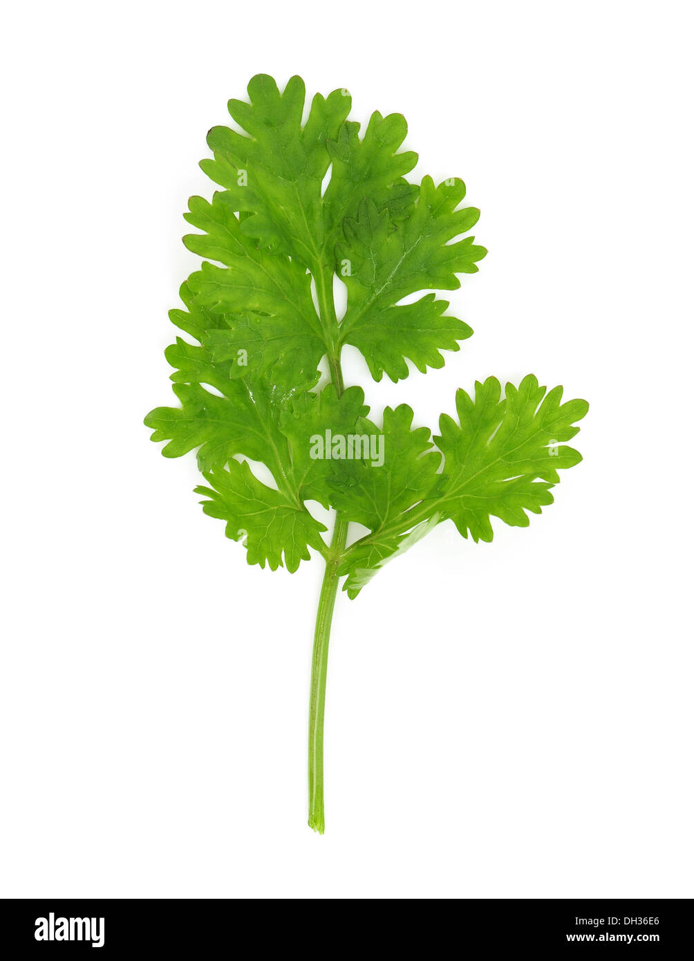 Cilantro isolated on white Stock Photo - Alamy