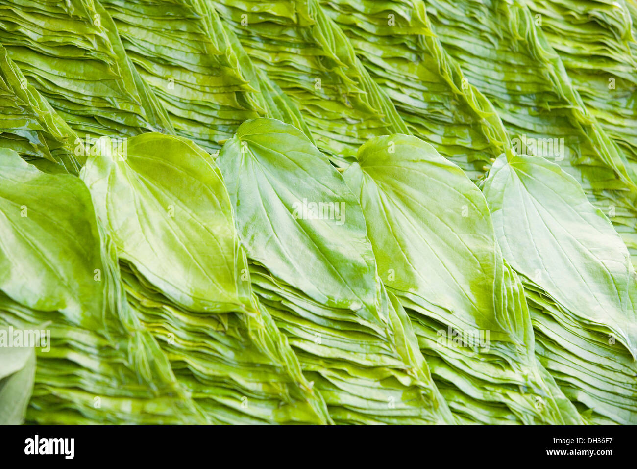 Photosindia hi-res stock photography and images - Alamy