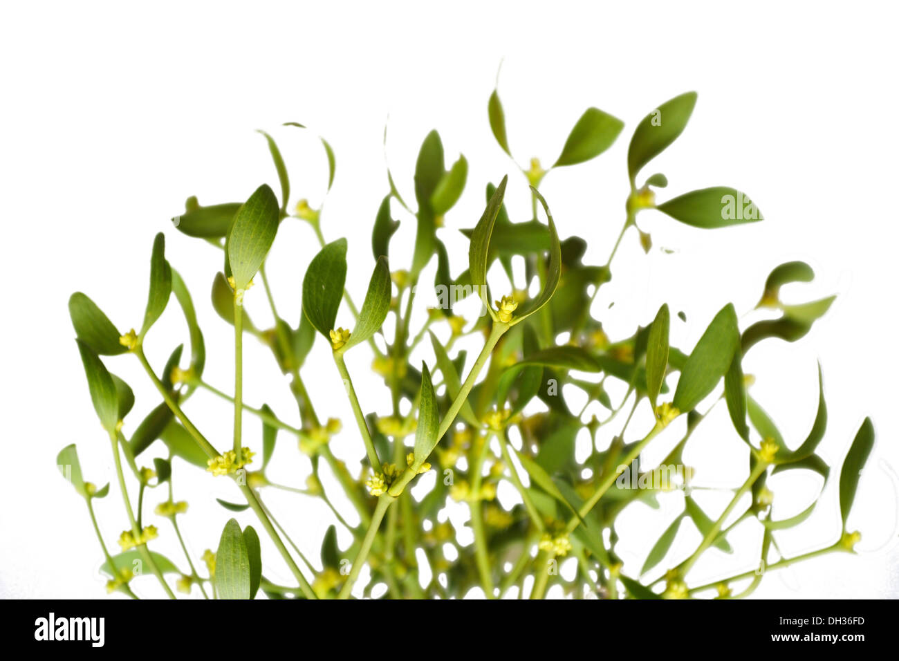 photo of mistletoe on white background Stock Photo - Alamy