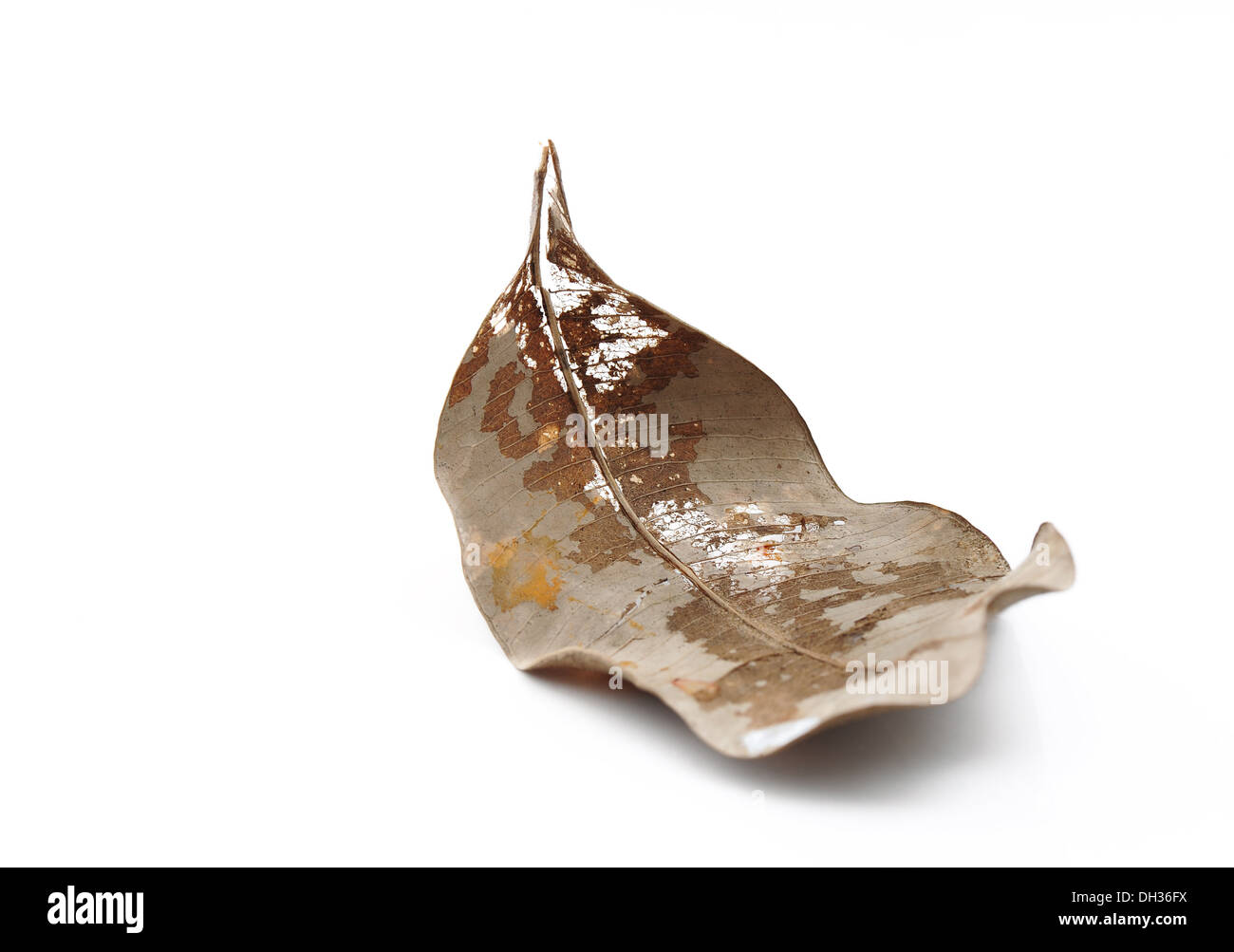 Dried leaf hi-res stock photography and images - Alamy