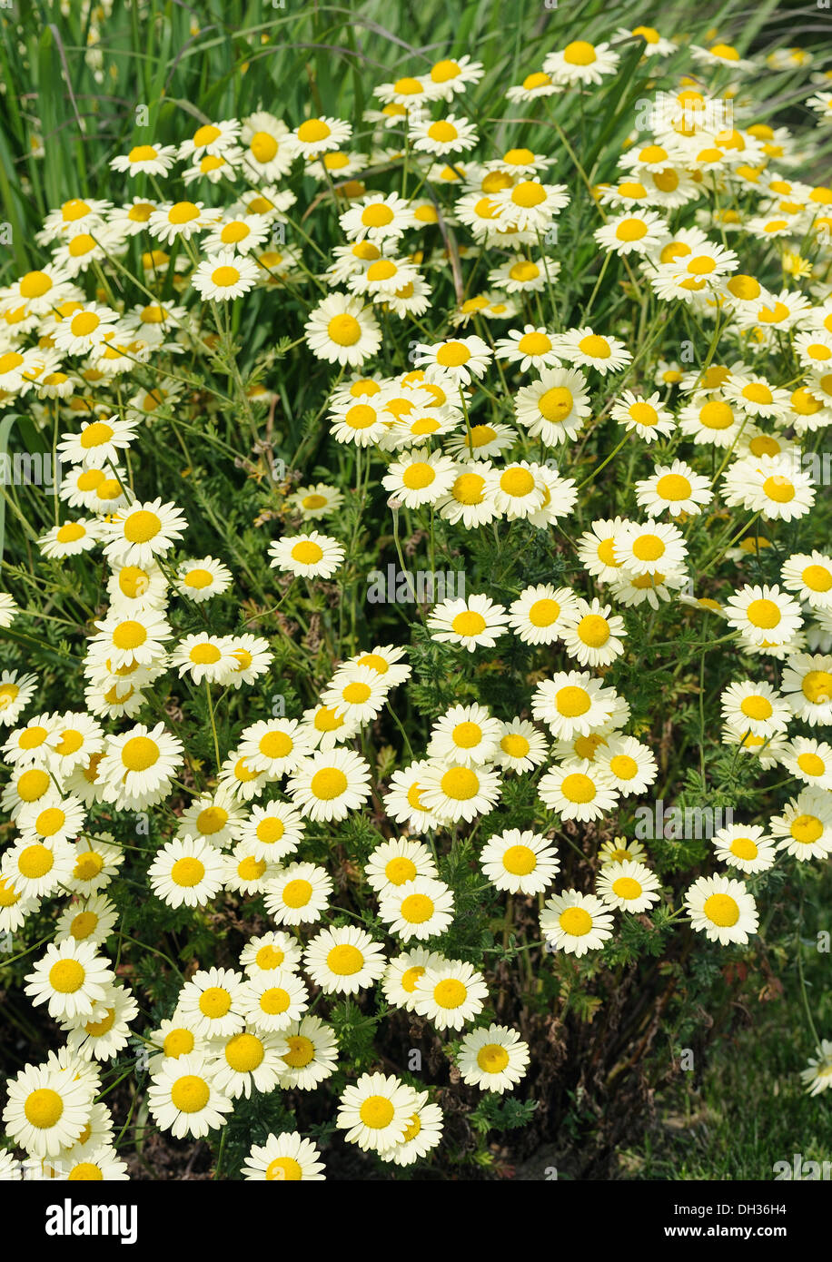 White matricaria flowers on hi-res stock photography and images - Alamy