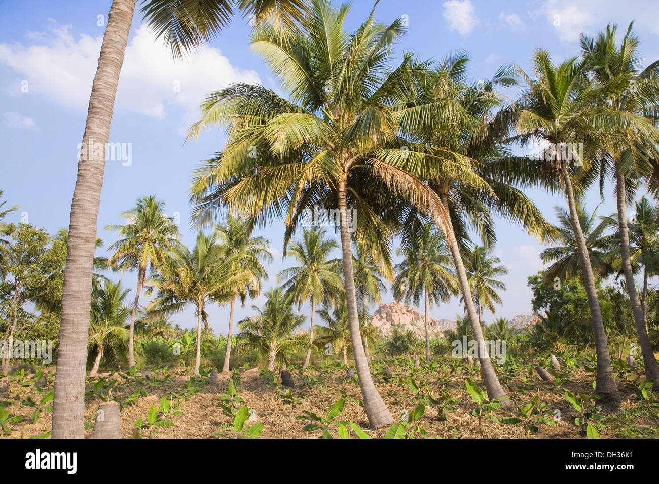 Palm tree field in kerala hi-res stock photography and images - Alamy