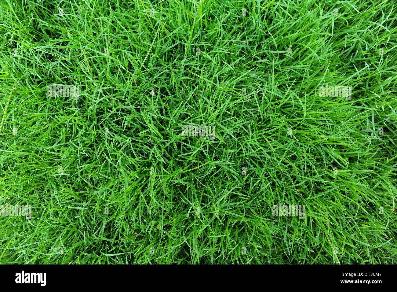 Environment meadow grass hi-res stock photography and images - Alamy
