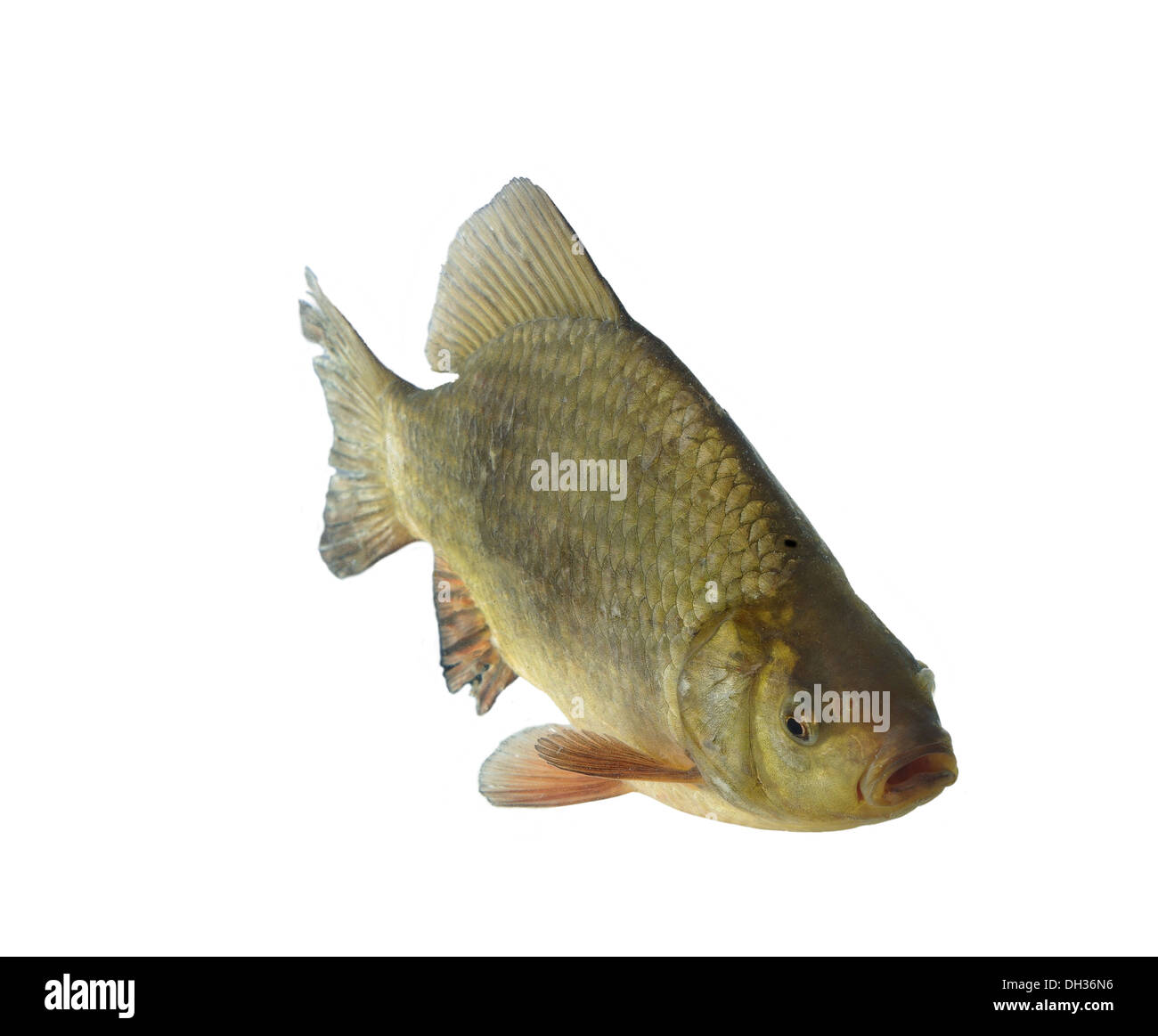 Silver crucian hi-res stock photography and images - Alamy