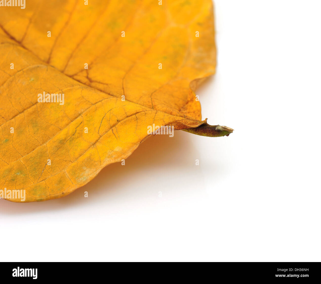 Dead plant hi-res stock photography and images - Alamy
