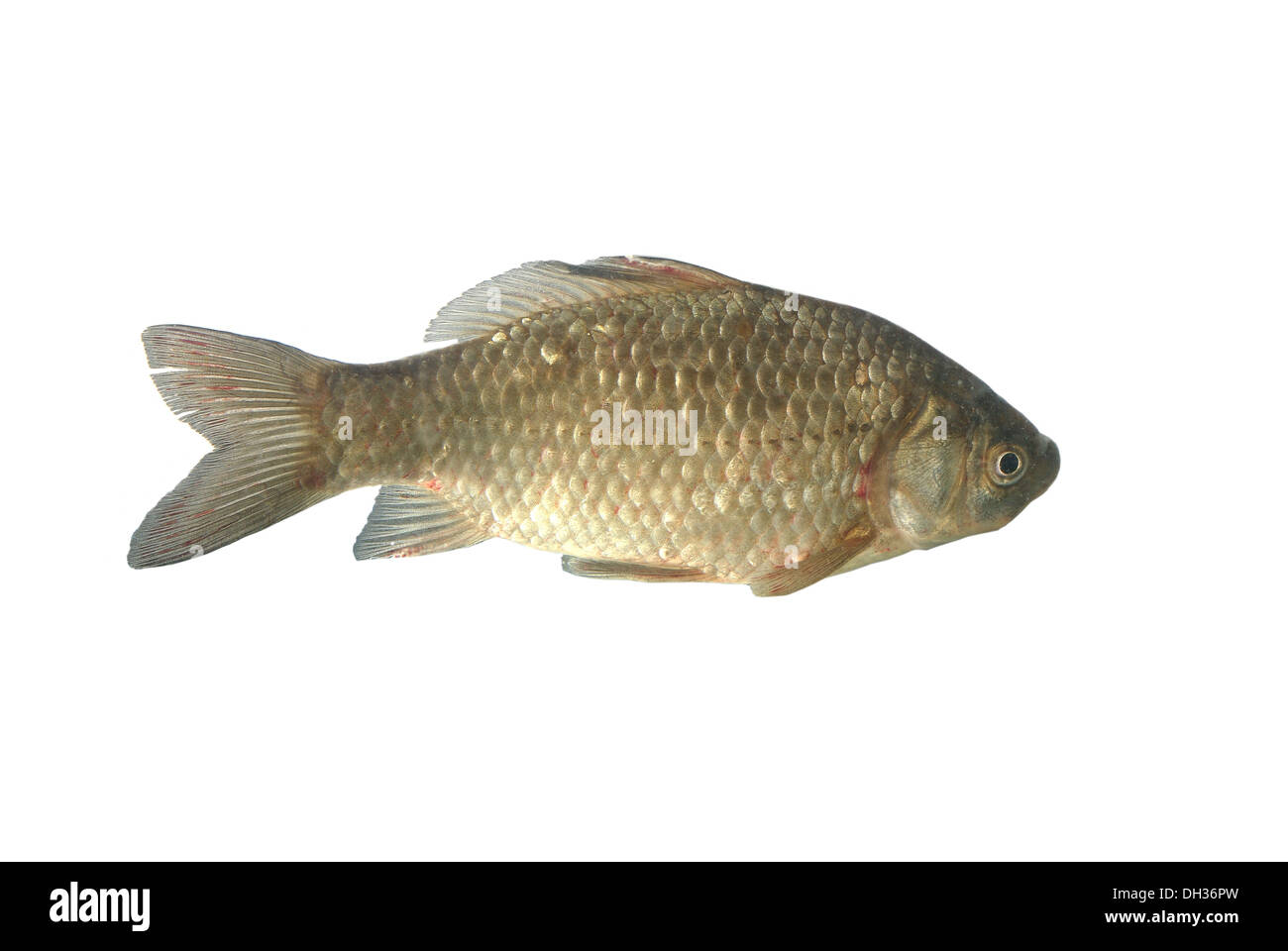 Crucian carp hi-res stock photography and images - Alamy