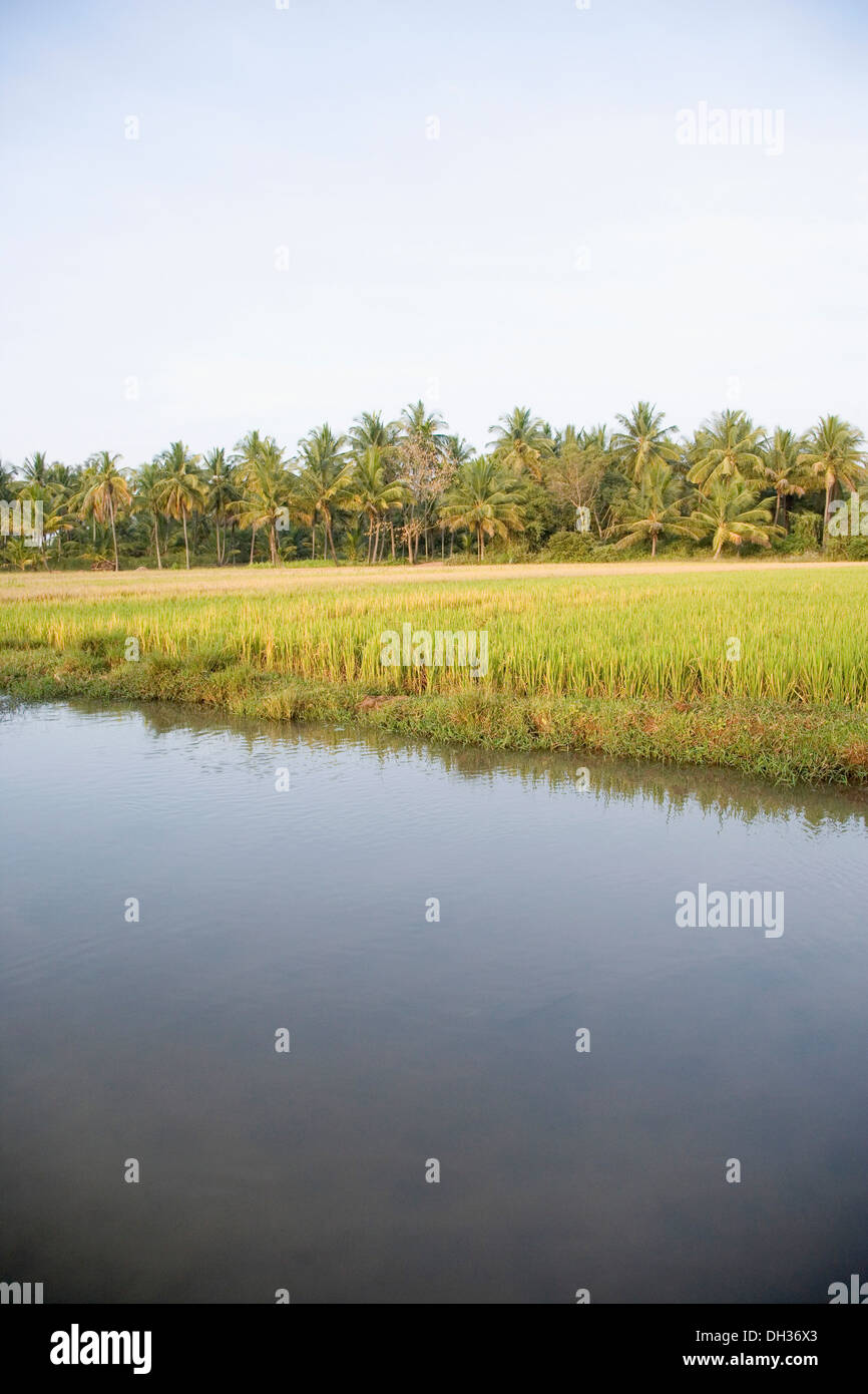 Rice paddy at a lakeside, Shravanabelagola, Hassan District, Karnataka ...