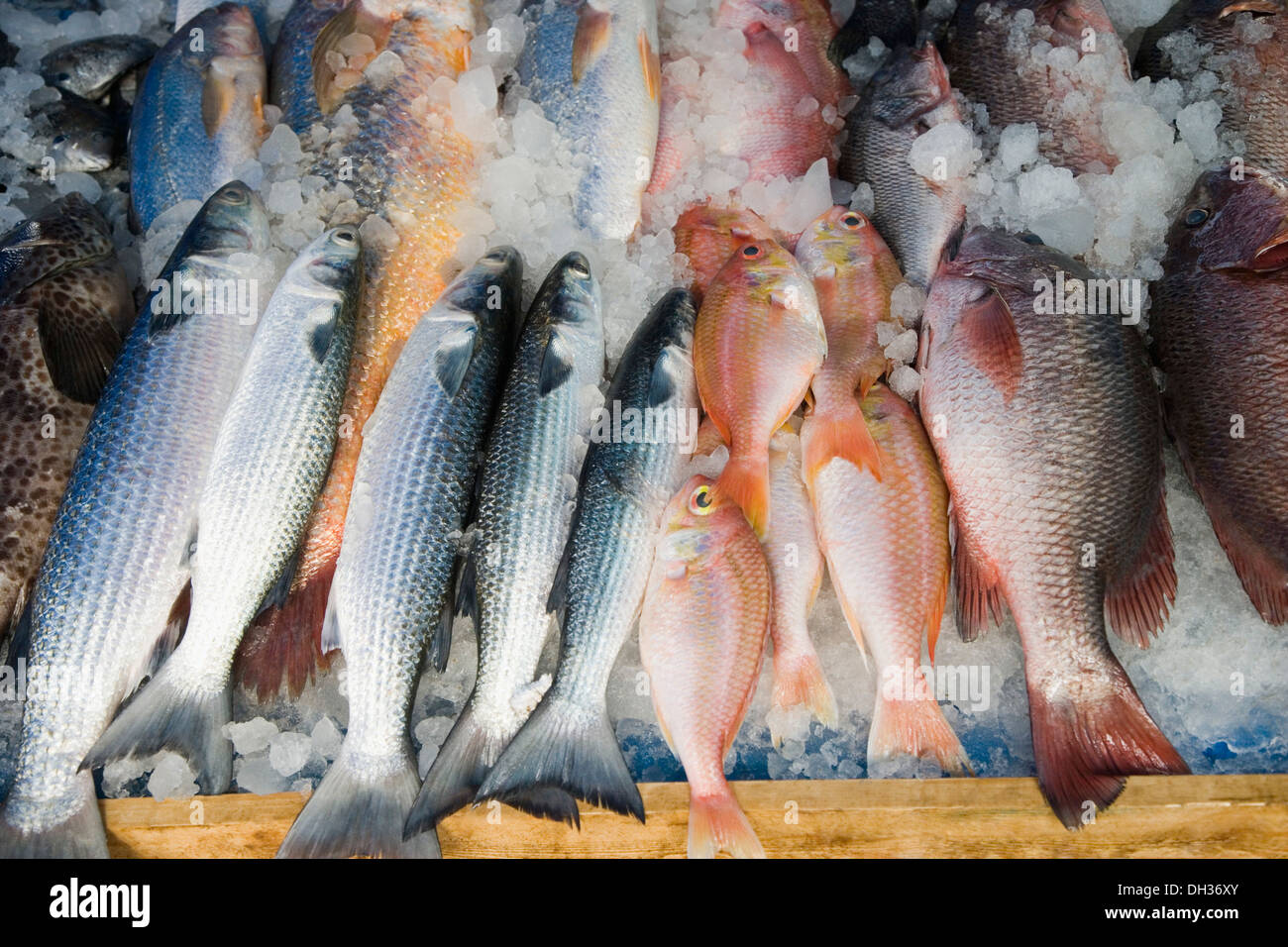 High angle view of dead fish at a market stall, Cochin, Kerala, India ...