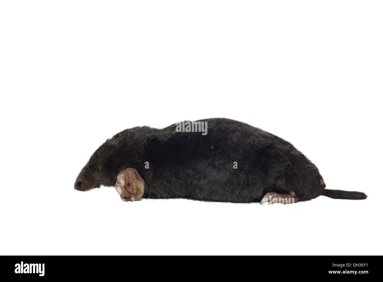 Raised black Cut Out Stock Images & Pictures - Alamy