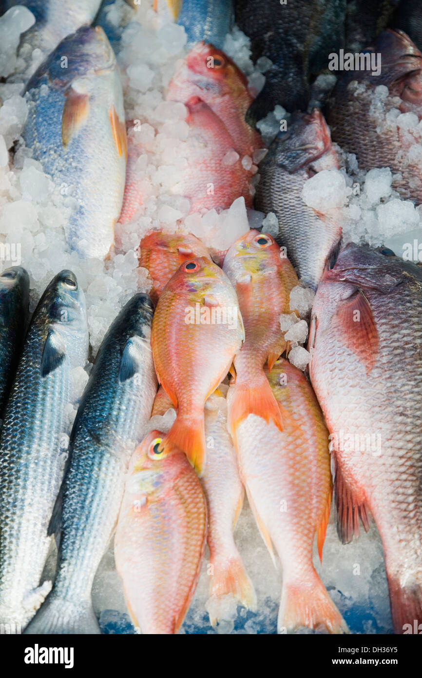 High angle view of dead fish at a market stall, Cochin, Kerala, India ...