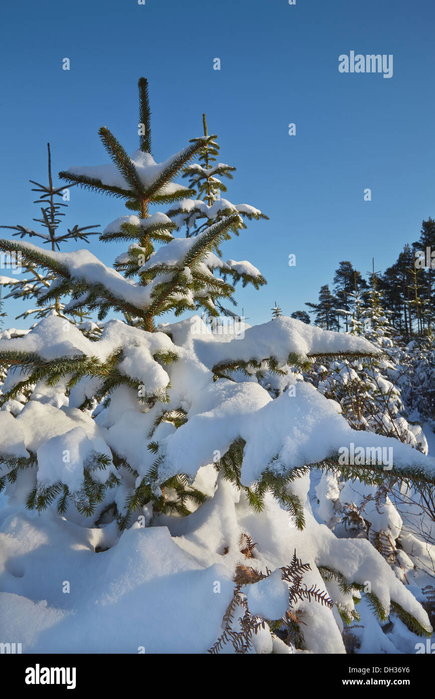 Hills Of Haldon Forest High Resolution Stock Photography and Images - Alamy