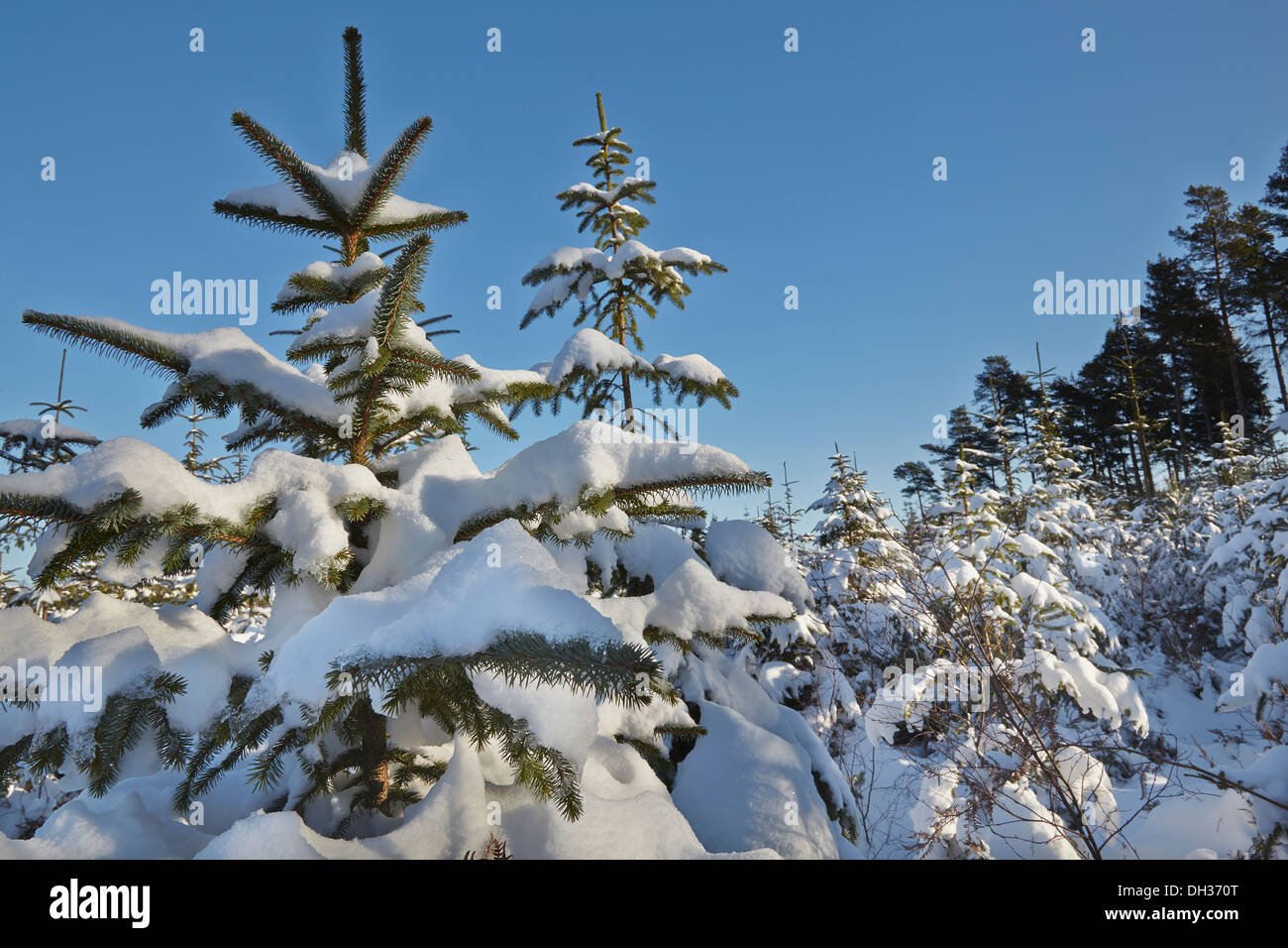 Mamhead hi-res stock photography and images - Alamy