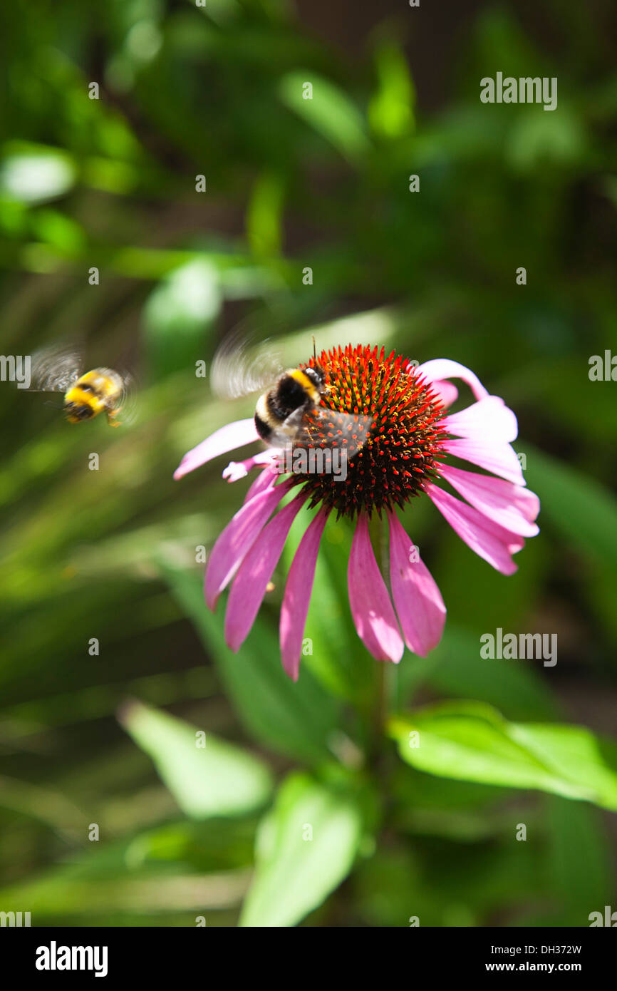 Coneflower, Echinacea purpurea. Bees with Purple coneflower with wings ...