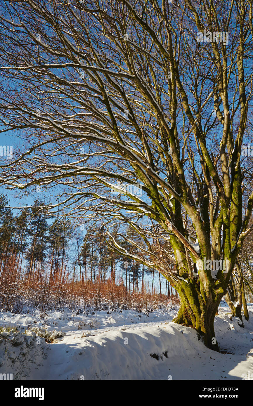 A beech tree and conifer forest in deep snow, in the Haldon Hills near ...