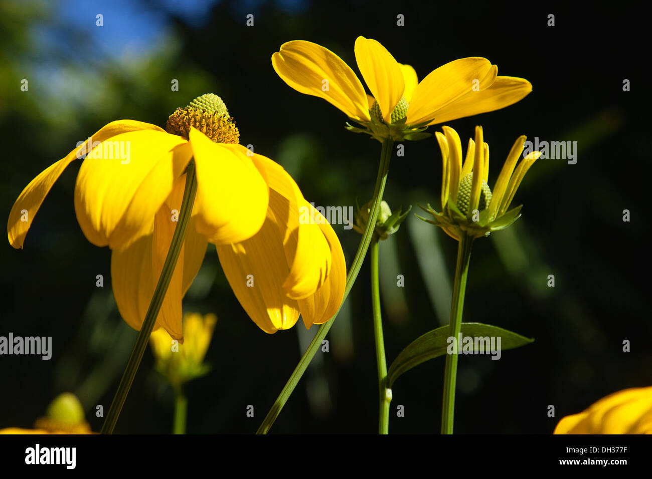 Cutleaf coneflower, Rudbeckia laciniata Herbstsonne. Yellow flower with ...