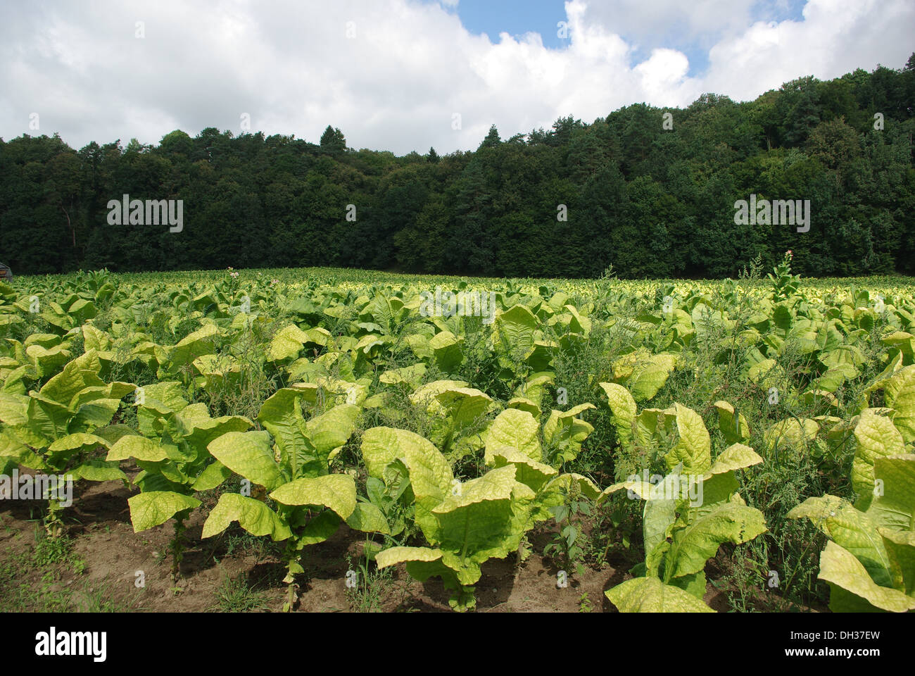 plantation of tobacco on background of forest Stock Photo - Alamy