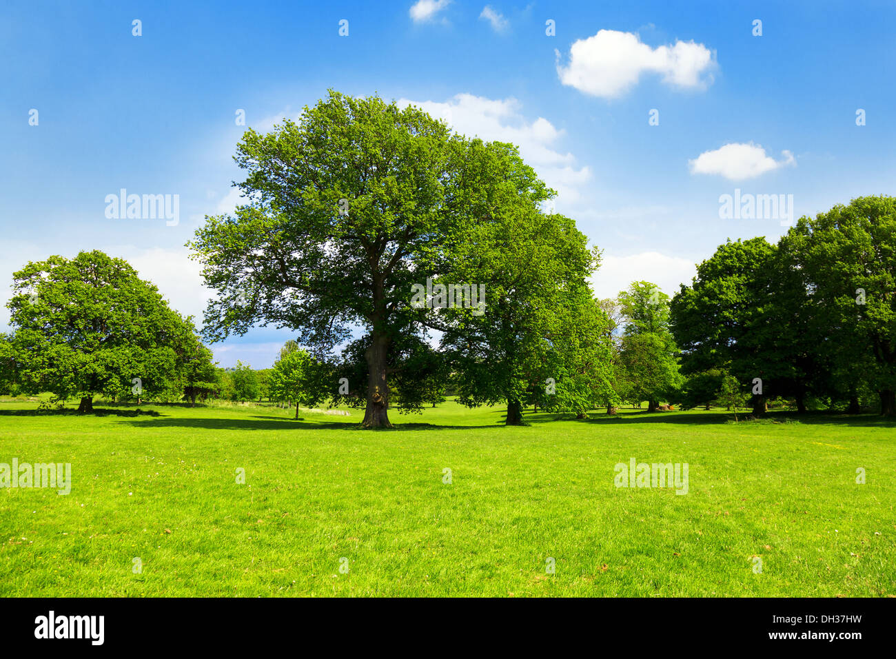 Green Grass Blue Sky Trees