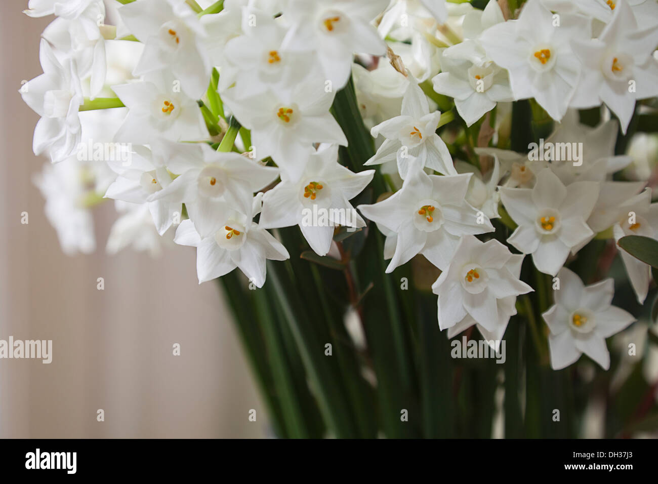 Paperwhites display hi-res stock photography and images - Alamy