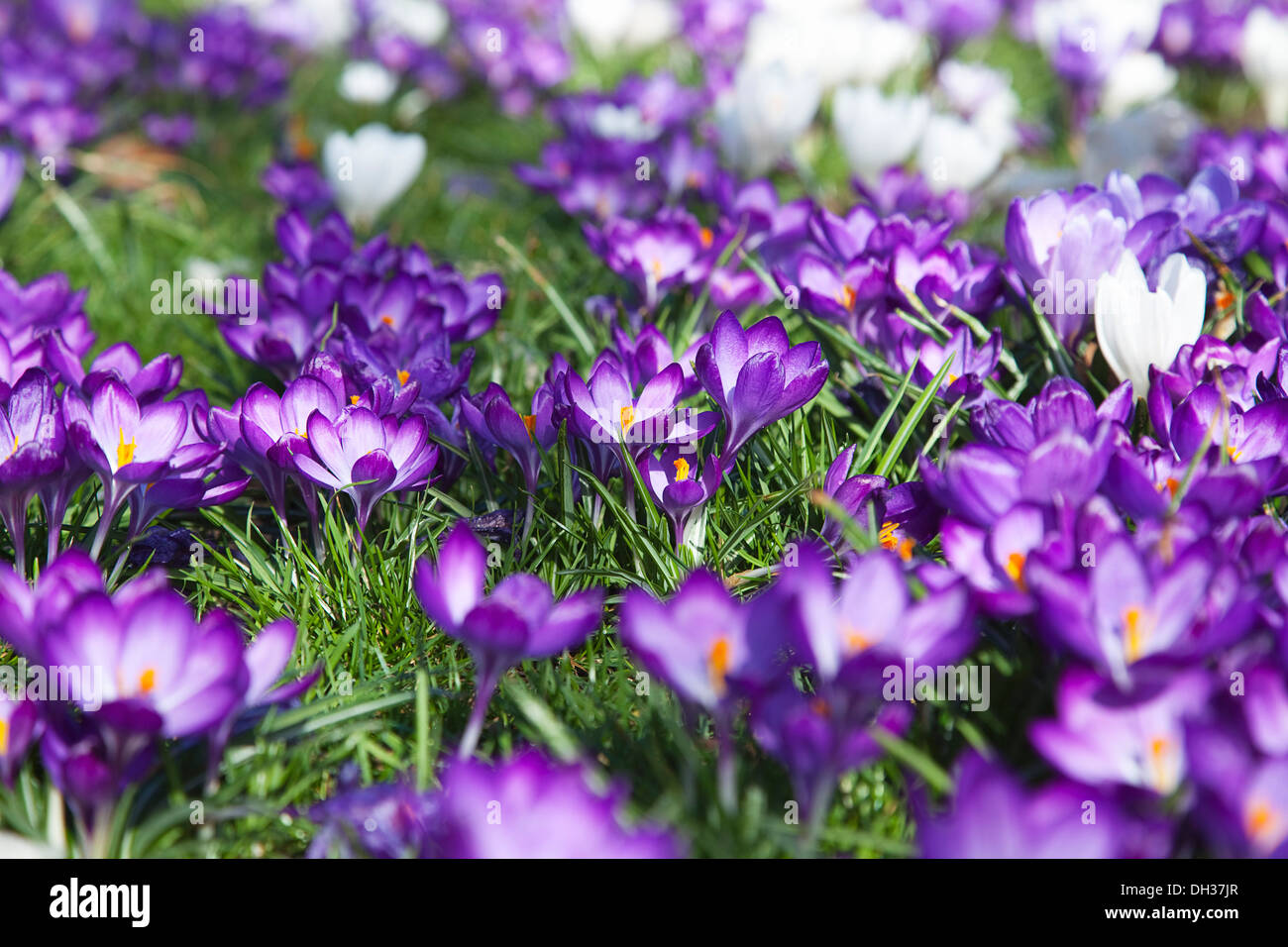 Corm hi-res stock photography and images - Alamy