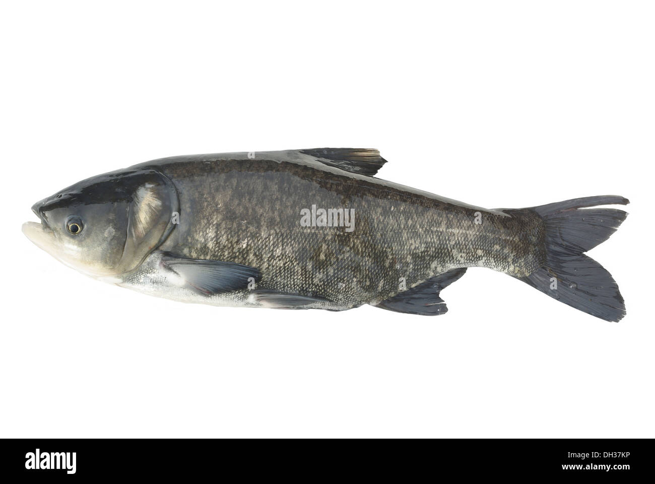 Bighead carp hi-res stock photography and images - Alamy