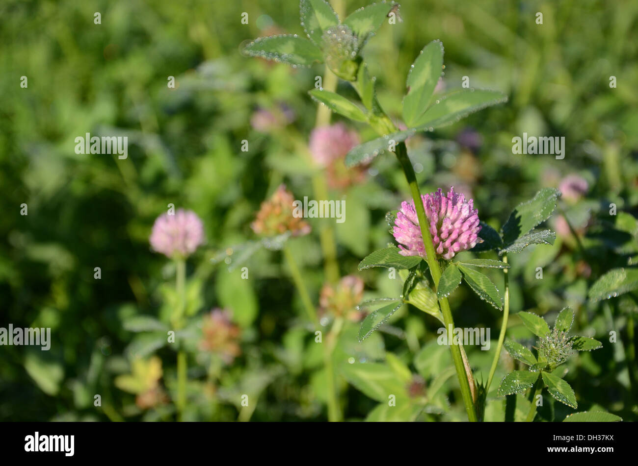 Garden red clover lawn hi-res stock photography and images - Alamy