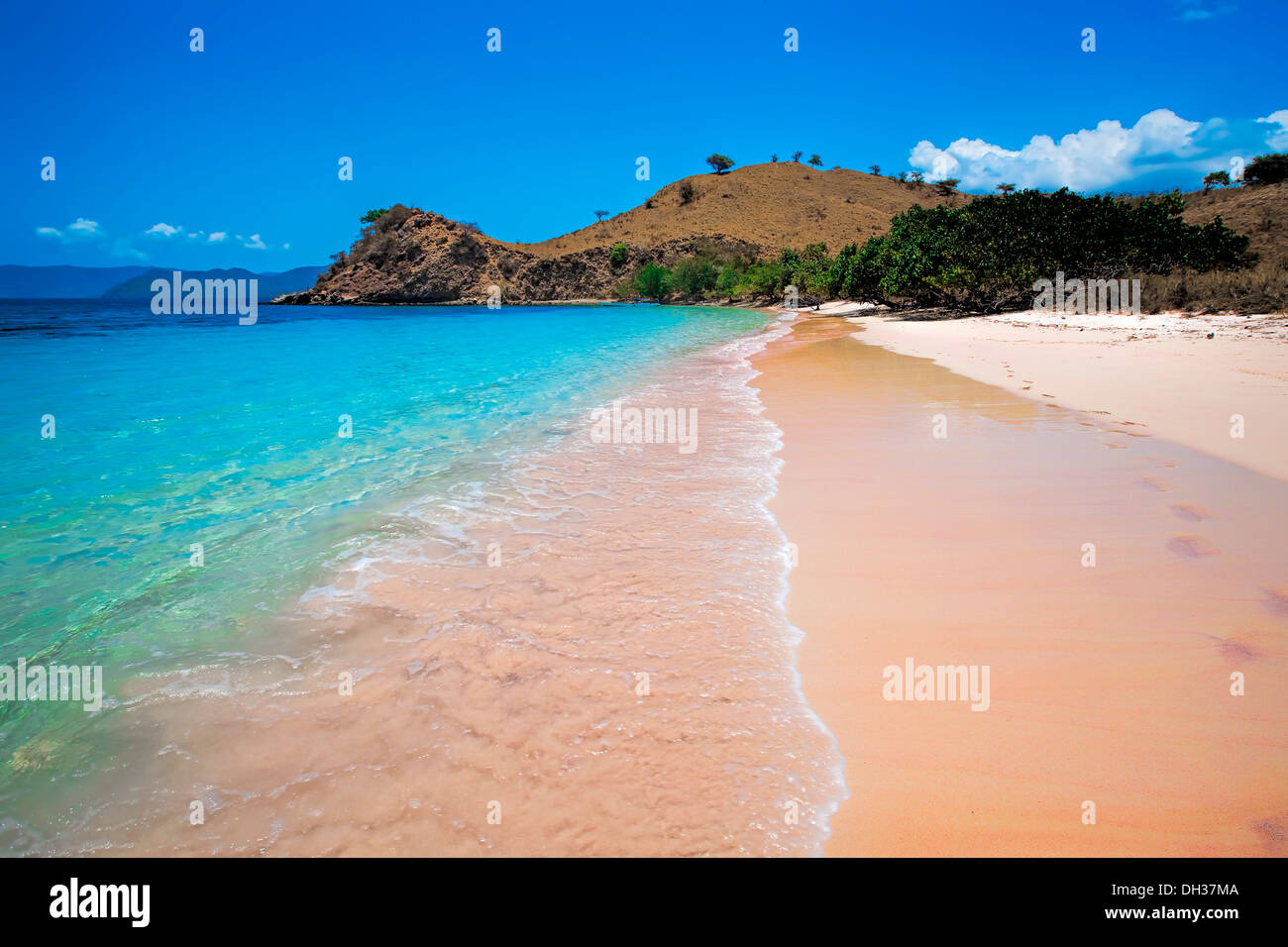 Pink beach flores hi-res stock photography and images - Alamy