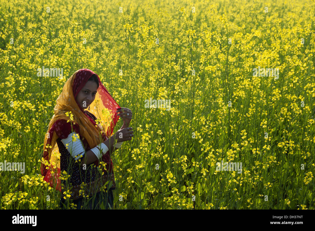 Indian mustard field hi-res stock photography and images - Alamy