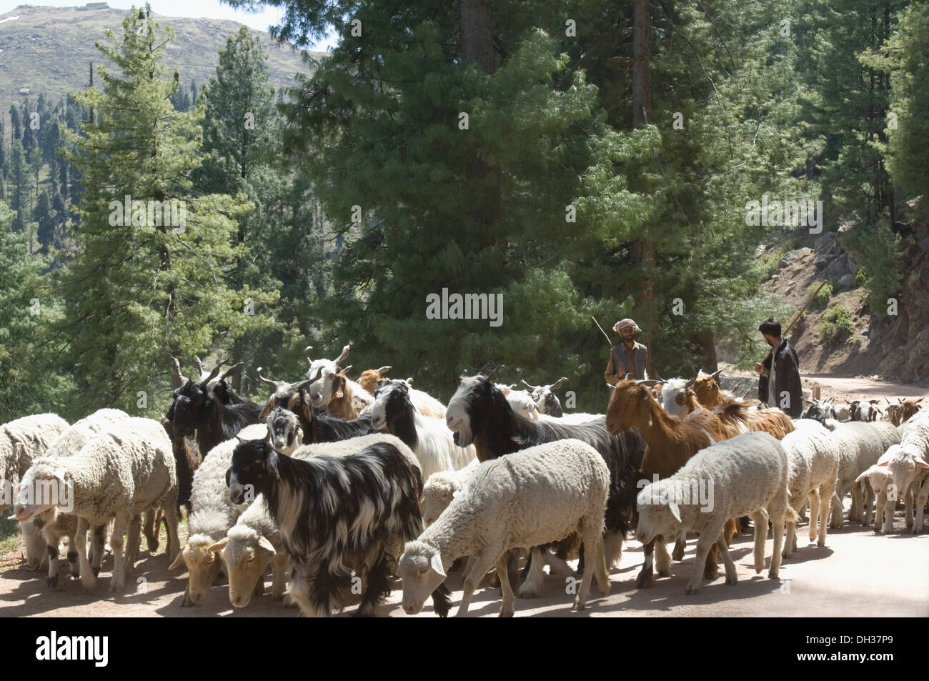 Group of animals on the road, Sanasar, Jammu and Kashmir, India Stock ...
