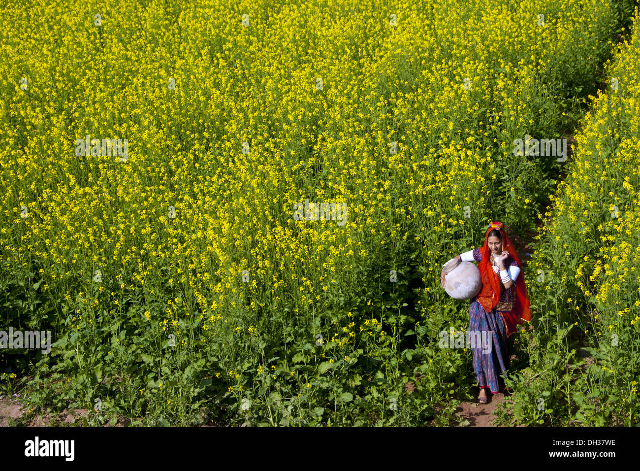 Indian mustard field hi-res stock photography and images - Alamy