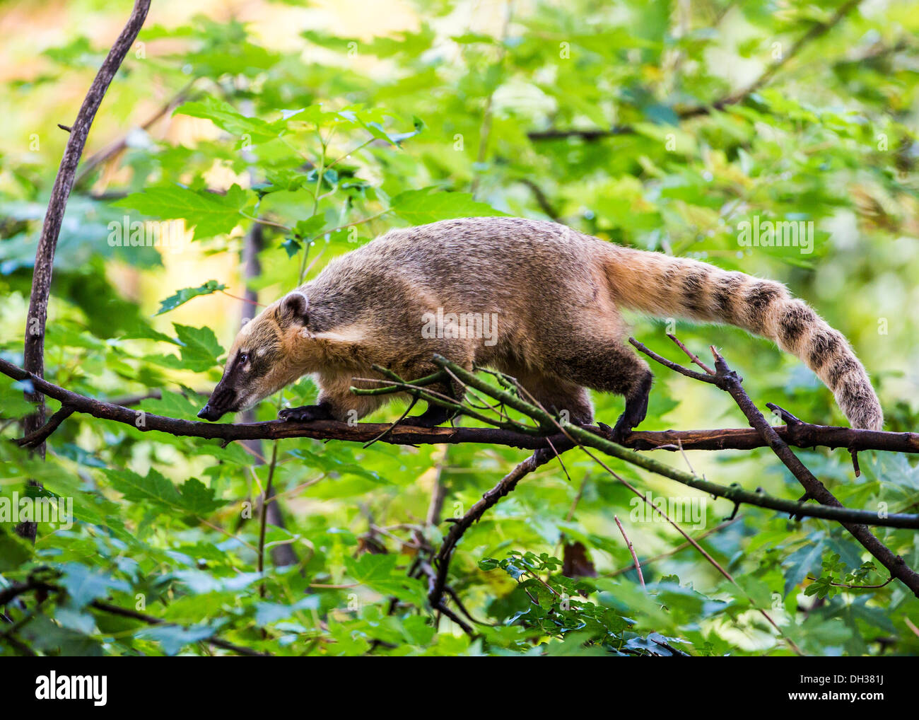 Ring Tailed Coati, Nasua Nasua Stock Photo - Alamy