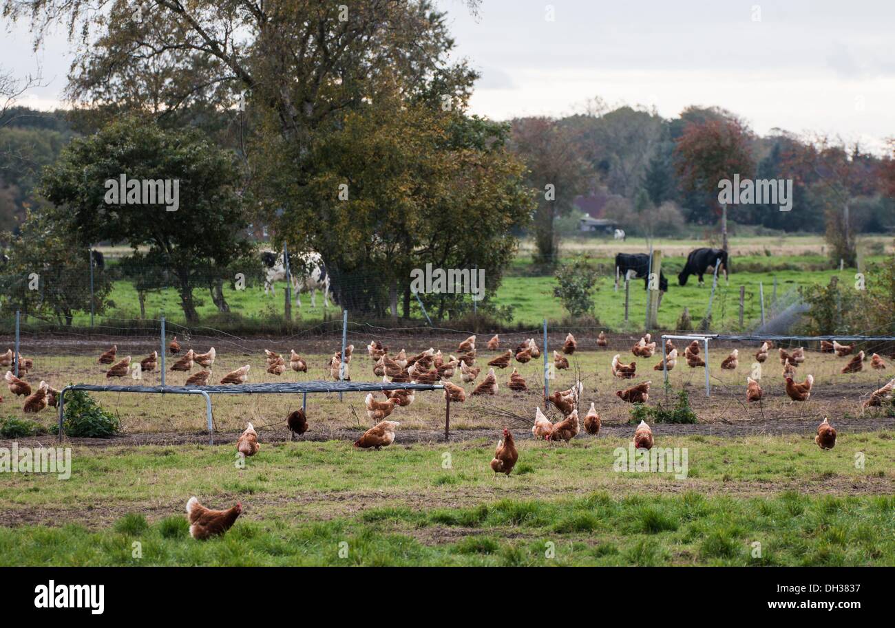 Free Range Chicken Farm Stock Photo - Alamy