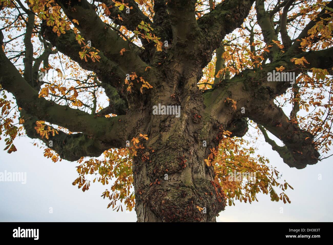 Castanea Sp High Resolution Stock Photography and Images - Alamy
