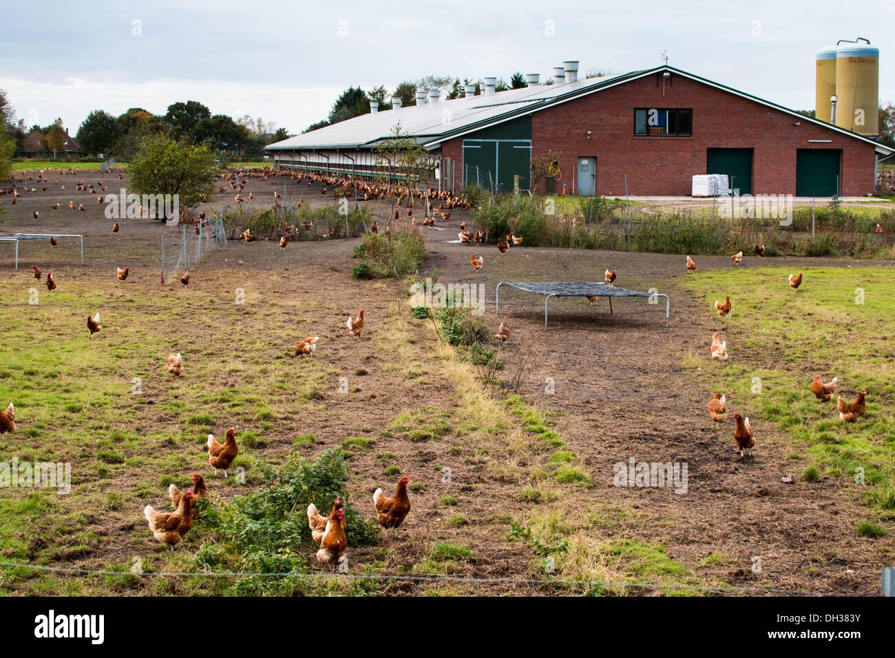 Free Range Chicken Farm Stock Photo - Alamy