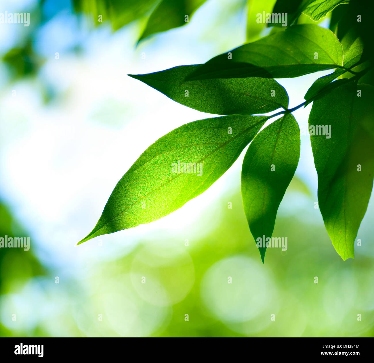 Amazing Nature 1 Stock Photo - Alamy