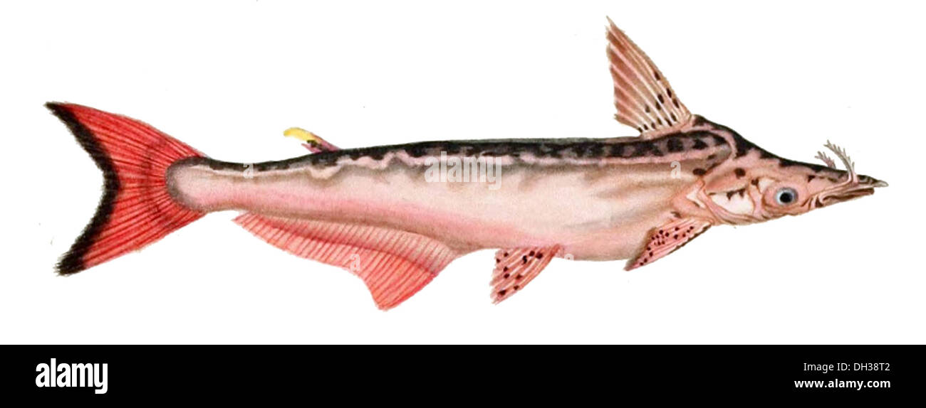 Catfish underwater river Cut Out Stock Images & Pictures - Alamy