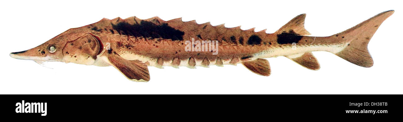 Lake sturgeon acipenser fulvescens hi-res stock photography and images ...