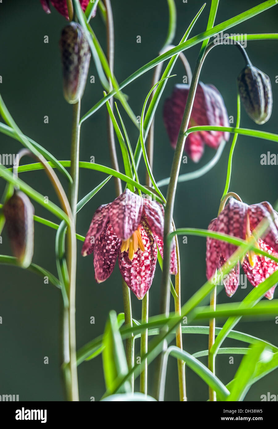Snakehead Fritillaria flowers isolated on a green background in Spring ...
