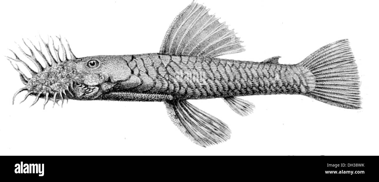 Montanus Black and White Stock Photos & Images - Alamy