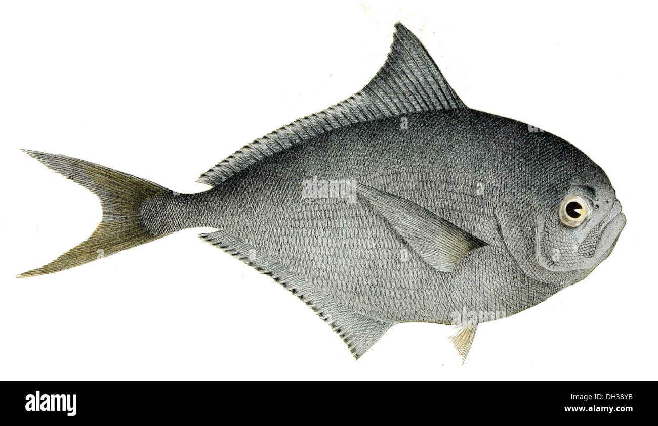 Mediterranean fish species Cut Out Stock Images & Pictures - Alamy