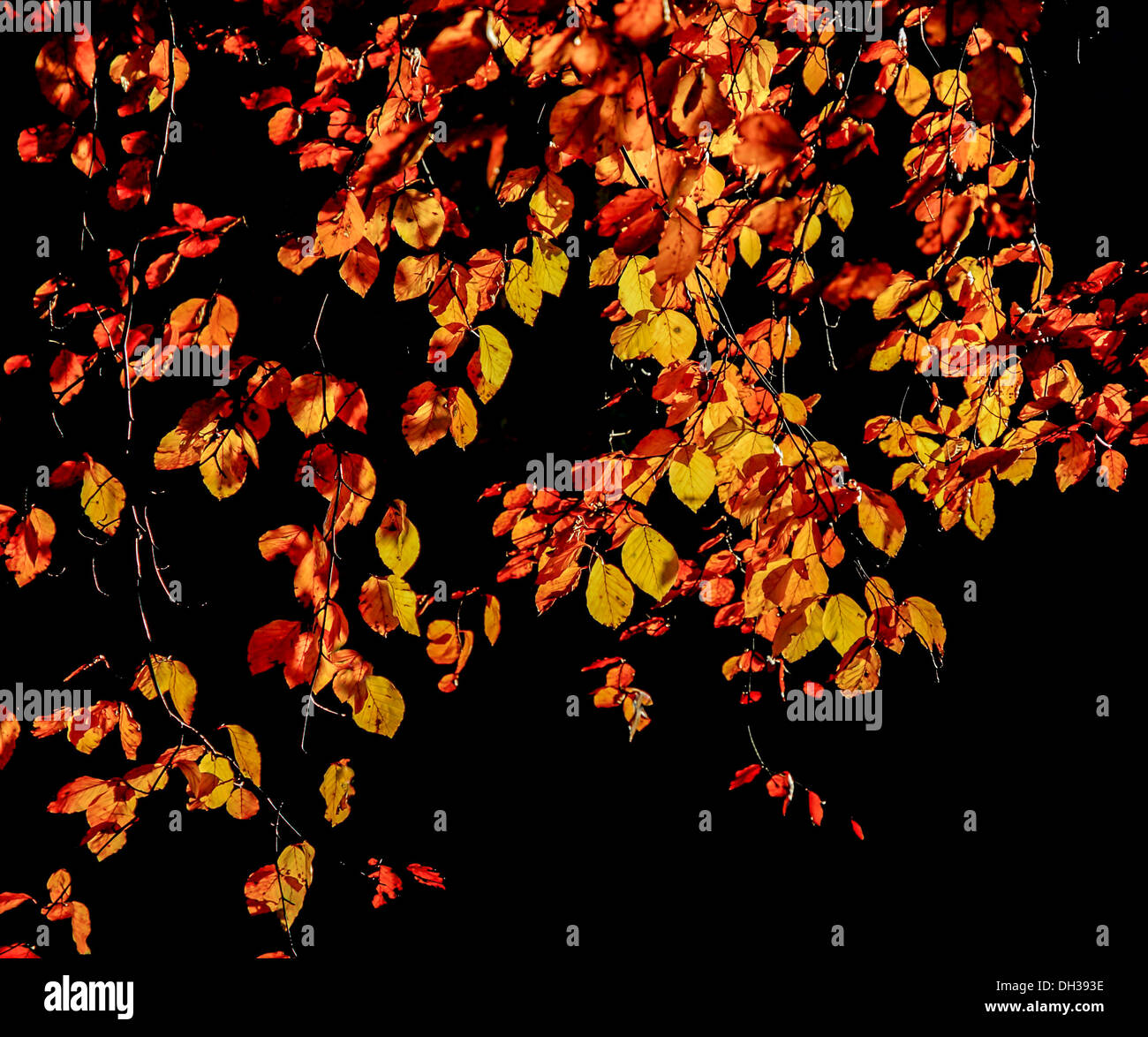 Backlit golden leaves in the sun in Autumn Stock Photo - Alamy