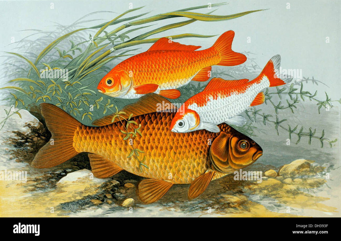 Carassius auratus, commonly known as the goldfish, is a species of ...