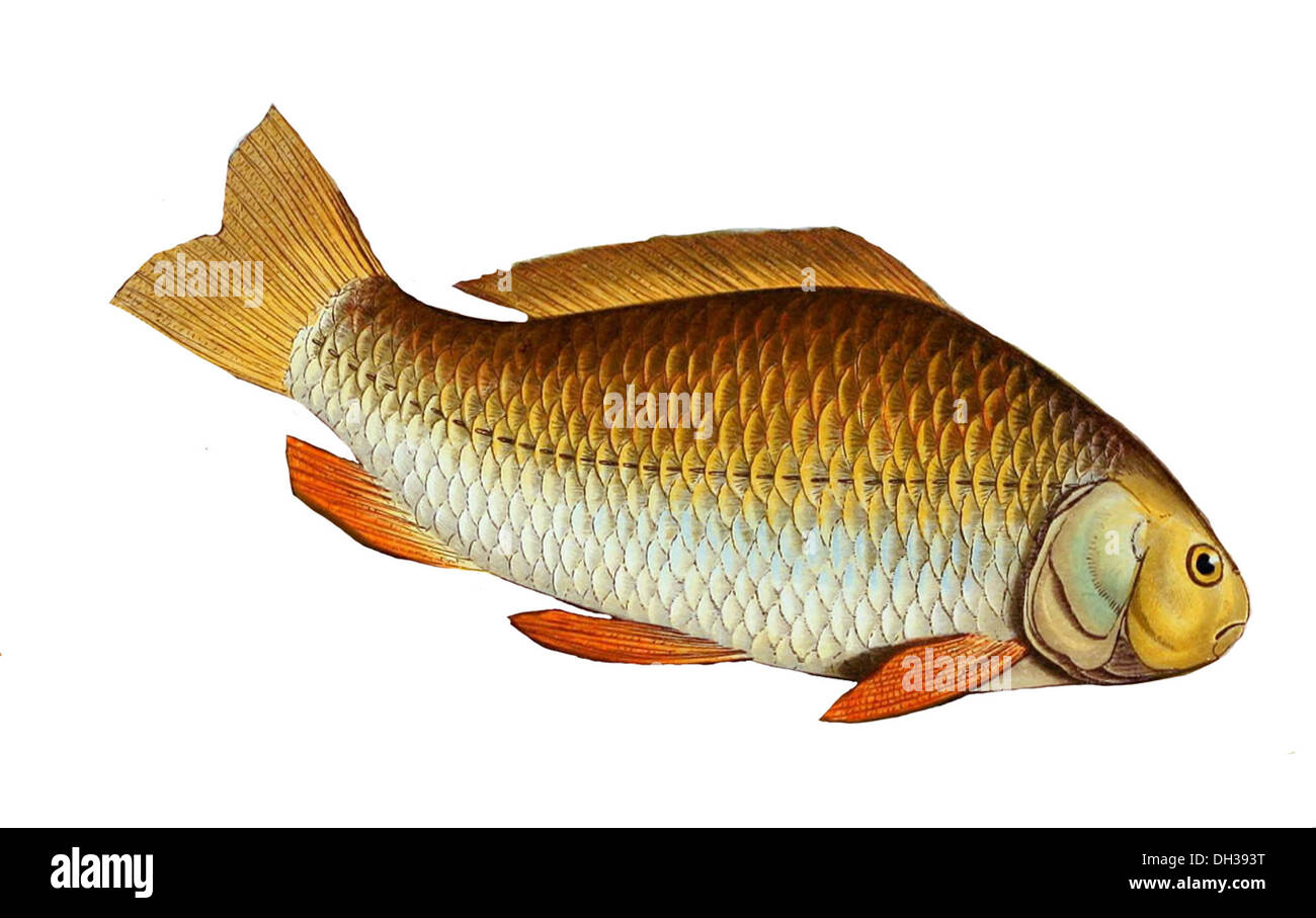 Carassius gibelio, also known as the Prussian carp, is a freshwater ...