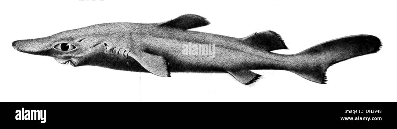 Centroscymnus crepidater hi-res stock photography and images - Alamy