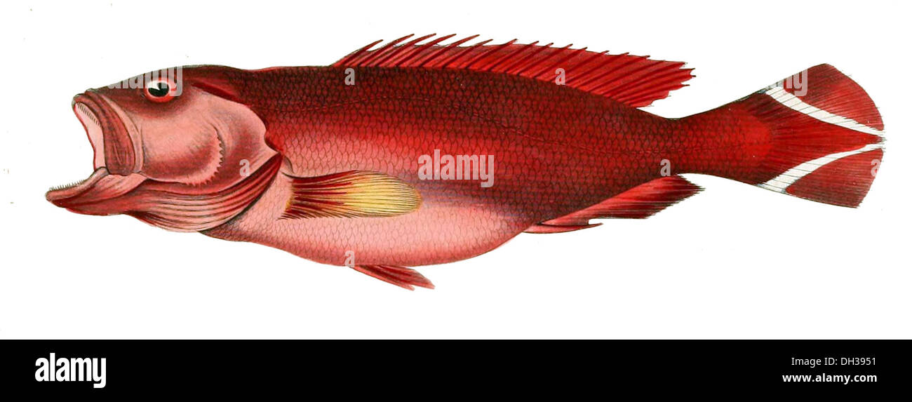 Fish feeding reef Cut Out Stock Images & Pictures - Alamy