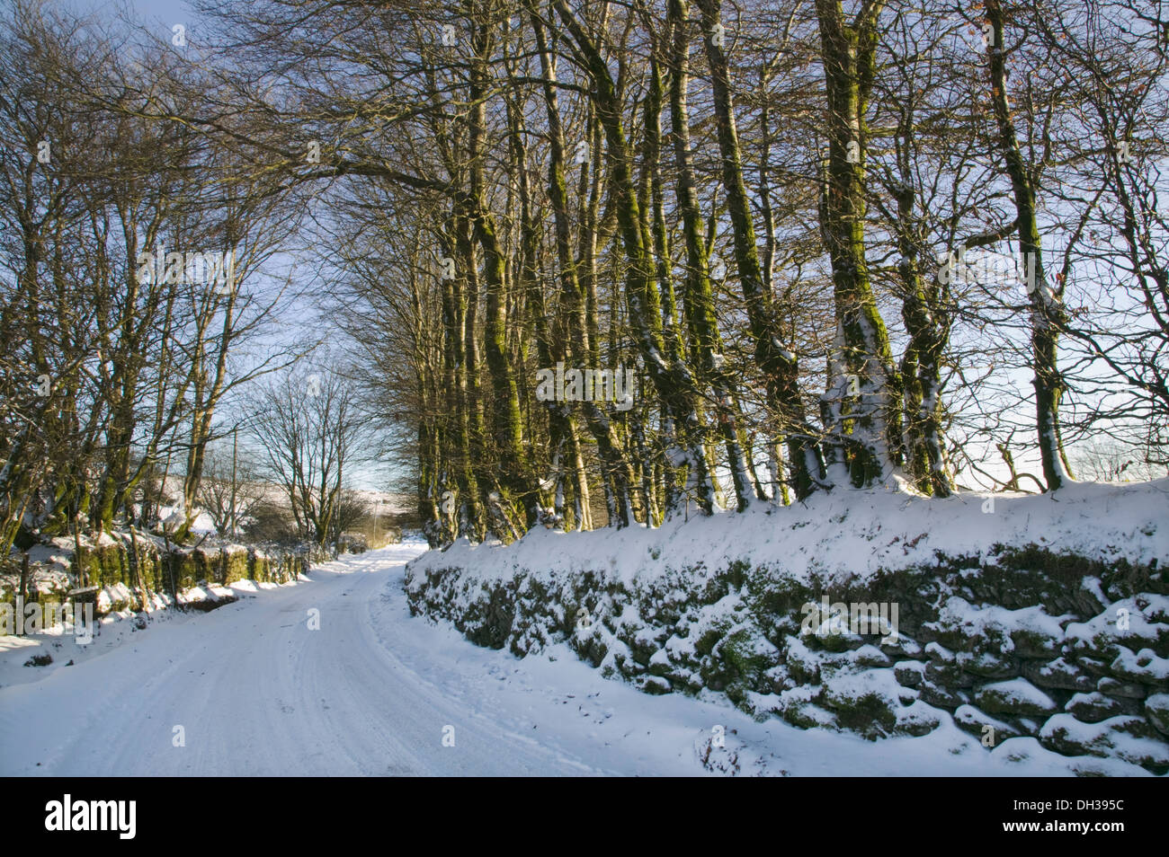 A Devon lane in snowy conditions, near Postbridge, Dartmoor National ...