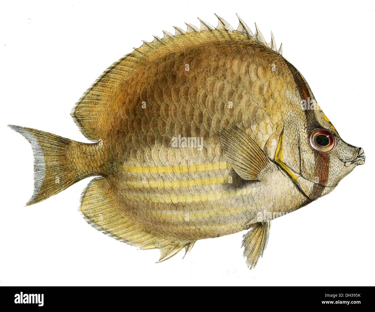 Chaetodon leucopleura hi-res stock photography and images - Alamy