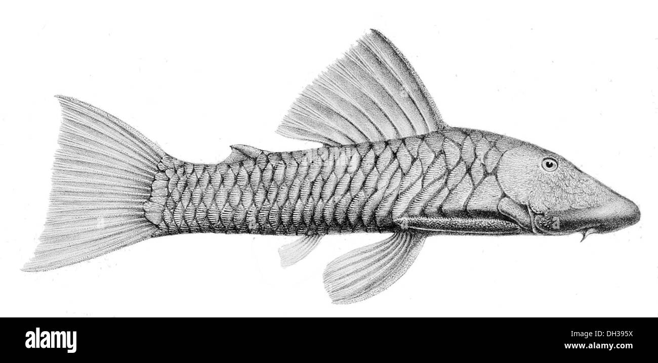 Catfish anatomy Black and White Stock Photos & Images - Alamy